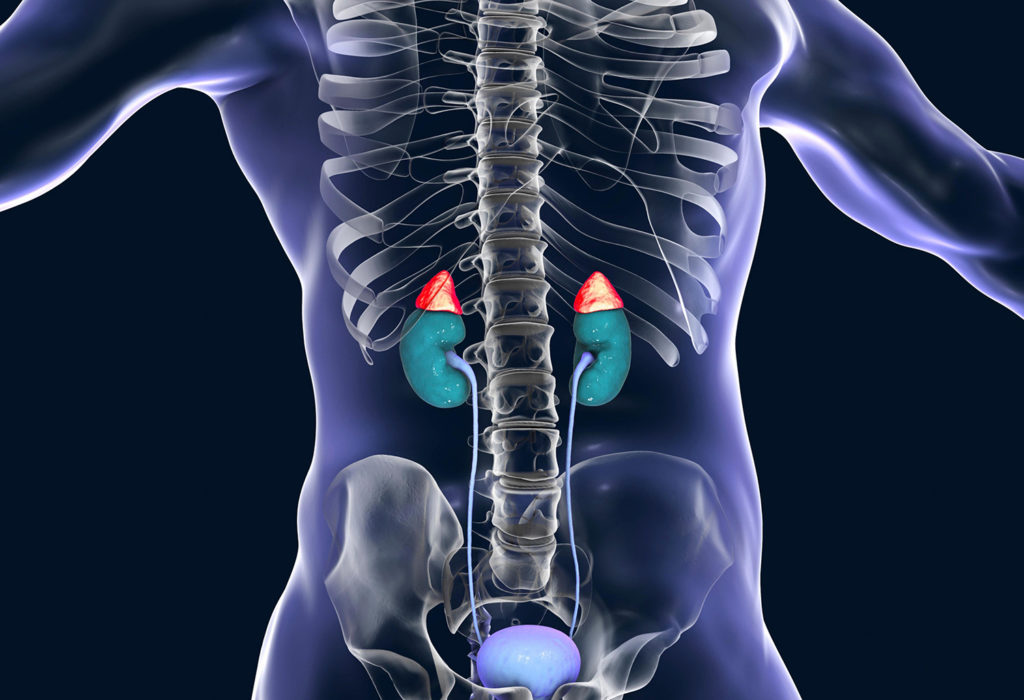 Doenças Das Glandulas Supra Renais - FDPLEARN